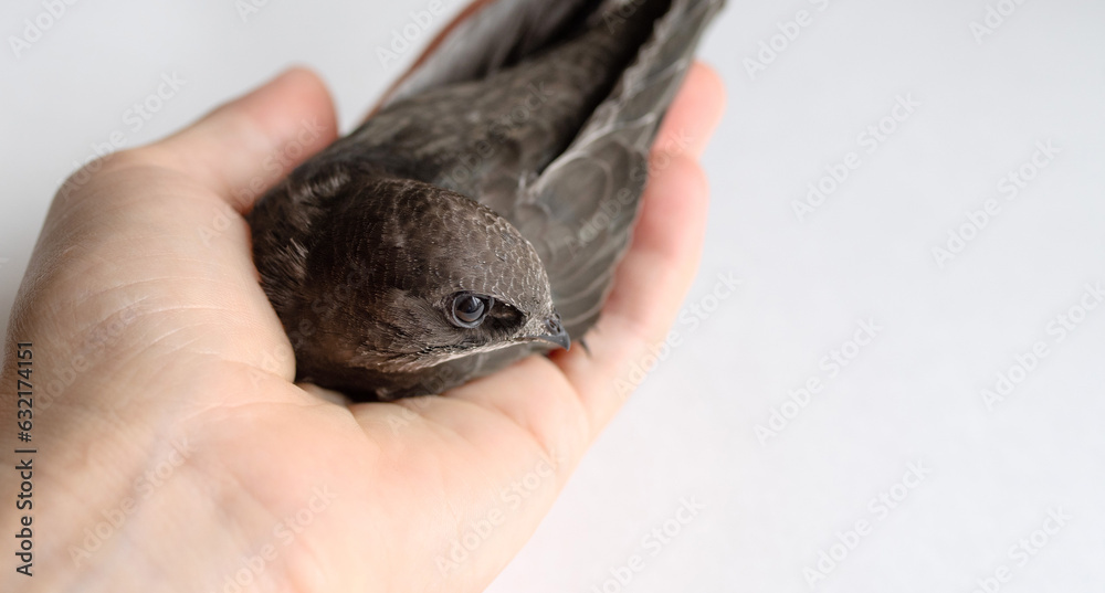 Swift chick on a female palm close-up on a white background, soft focus ...
