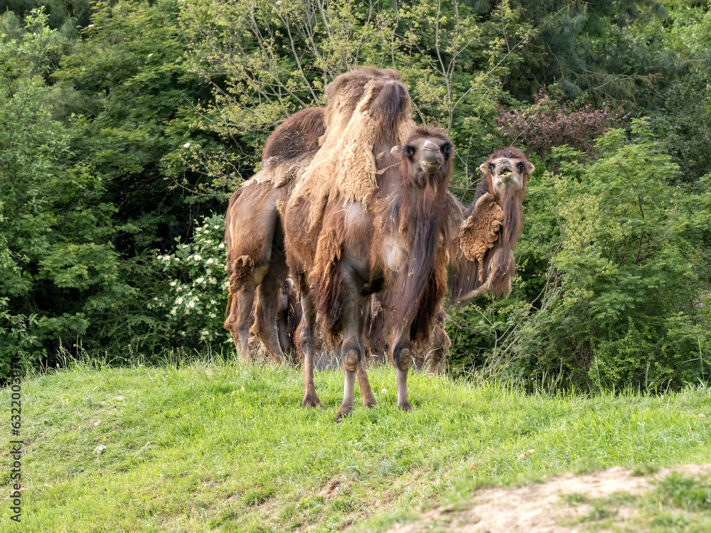Camelus bTwo Bactrian camels, Camelus bactrianus, stand on a green hill ...
