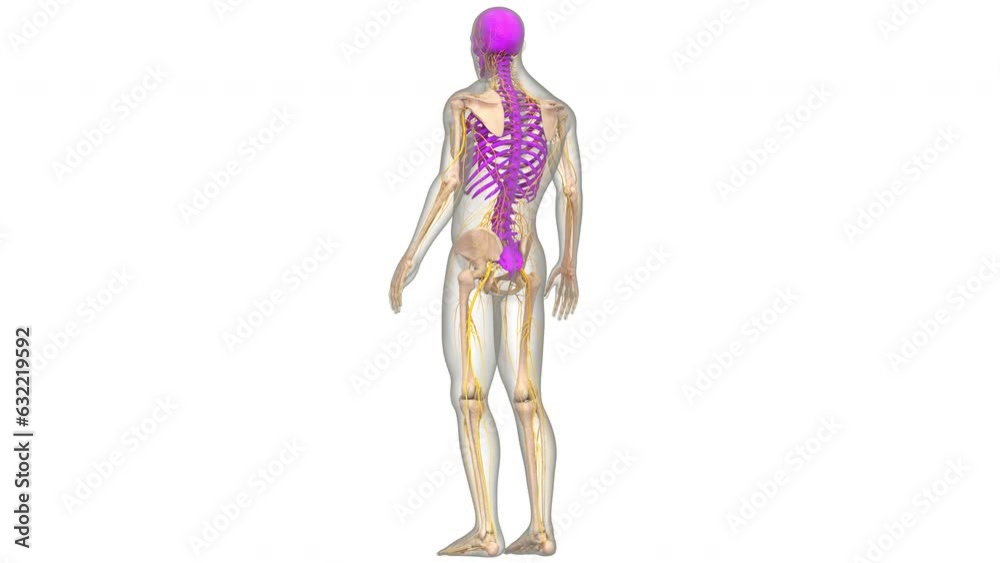 Human Skeleton System Axial Skeleton Bone Joints Anatomy Animation ...