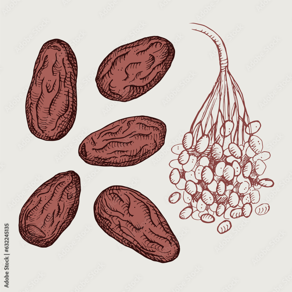 Dates drawn fresh edible date palm fruits, leaves and dried fruits ...