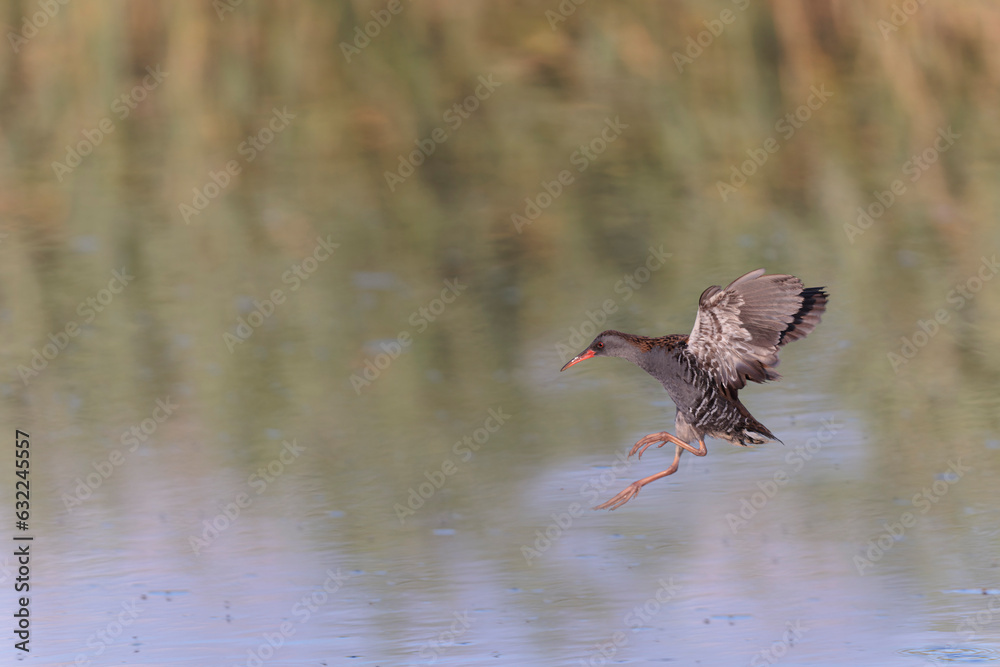 Water Rail Rallus aquaticus wading in a swamp in Brittany, France Stock ...