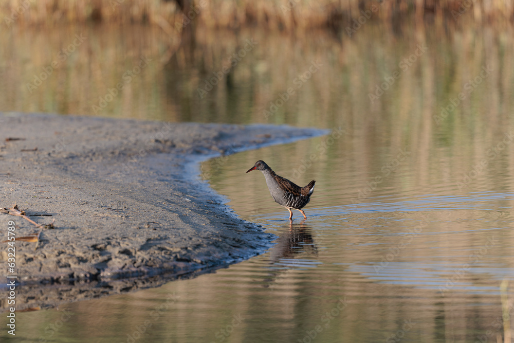 Water Rail Rallus aquaticus wading in a swamp in Brittany, France Stock ...