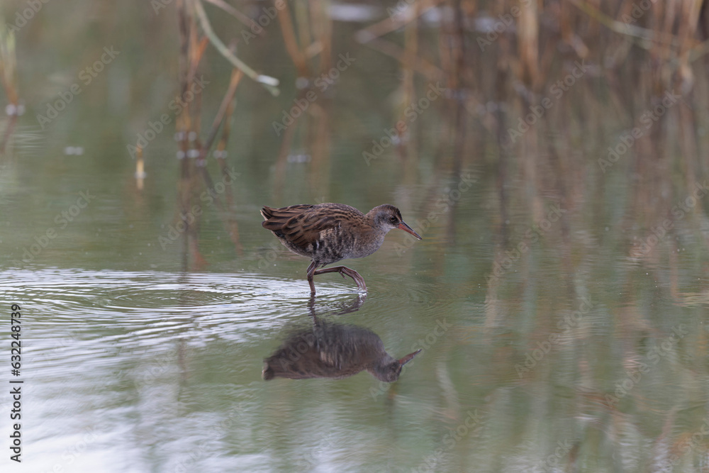 Water Rail Rallus aquaticus wading in a swamp in Brittany, France Stock ...