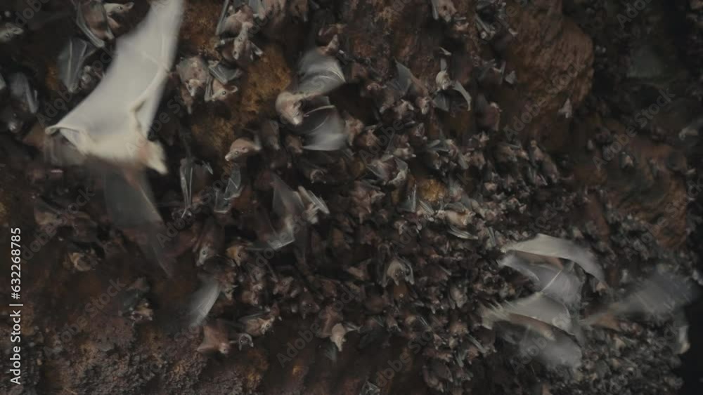 Camera motion inside cave of flying foxes flying in different side in ...