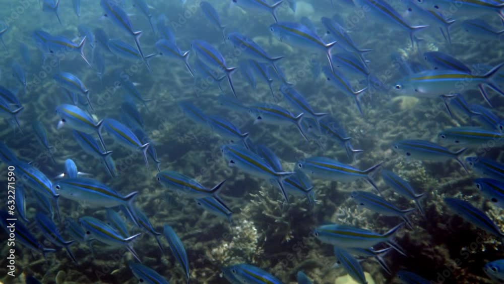 Colorful shoal of blue striped fish swimming against a backdrop of ...