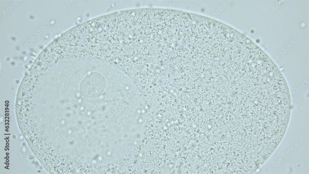 Wideo Stock: Sperm and ovule of worm Polychaeta Ophelia limacina under ...