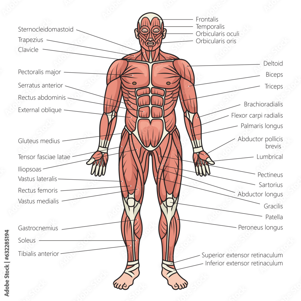 human body muscles structure diagram schematic vector illustration. Medical science educational ...