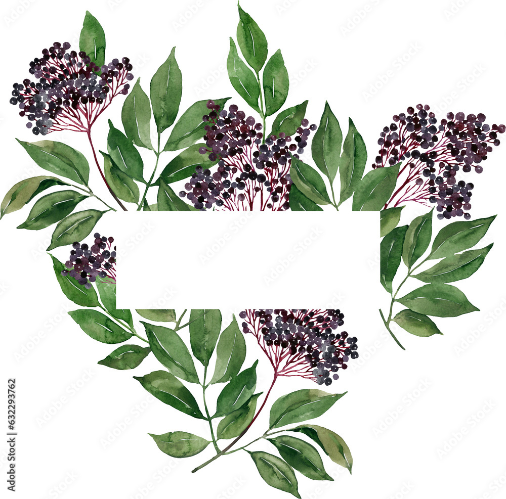 Elderberry, black berries, elderflowers frame, border, bouquet. Home ...