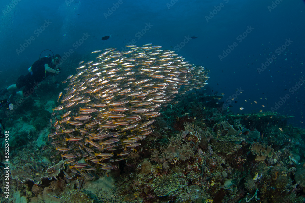 Two spot snapper near the seabed in Raja Ampat. Lutjanus biguttatus ...