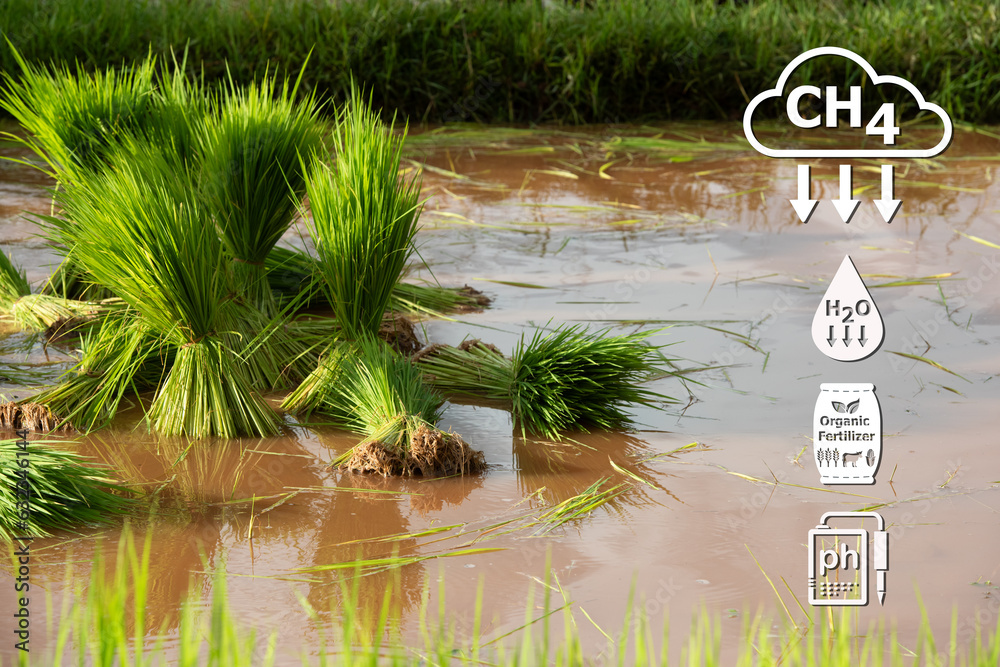 Reducing methane from rice fields. Low-carbon farmers towards ...