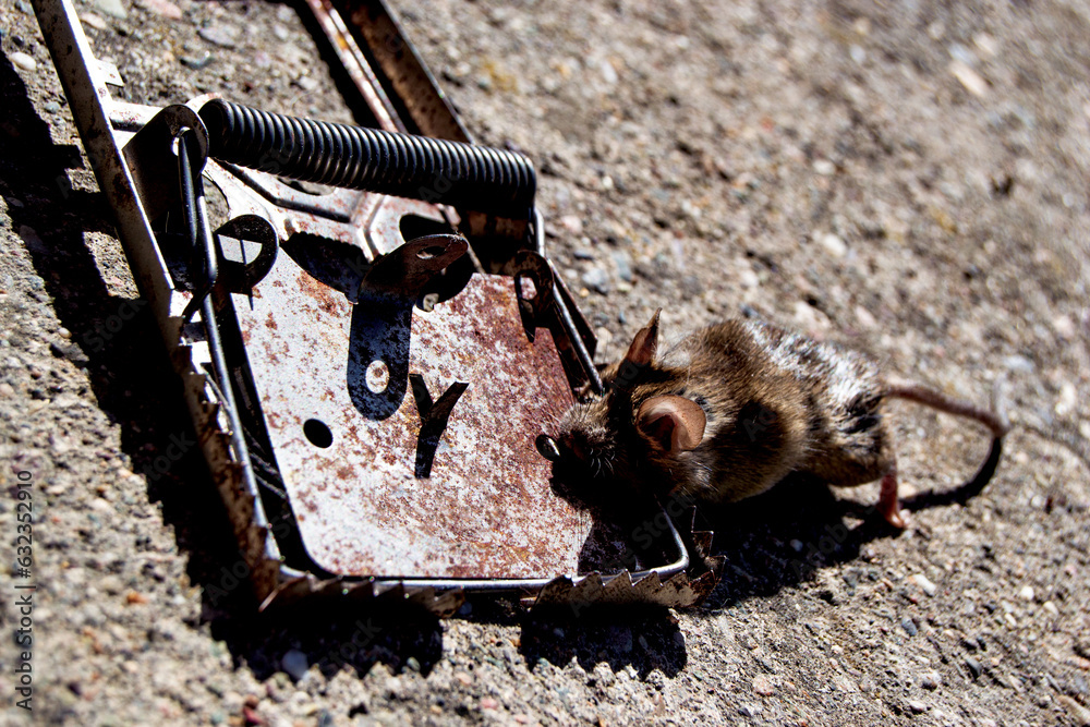 old rusty mousetrap, mouse caught in a mousetrap, mousetrap, dead mouse ...