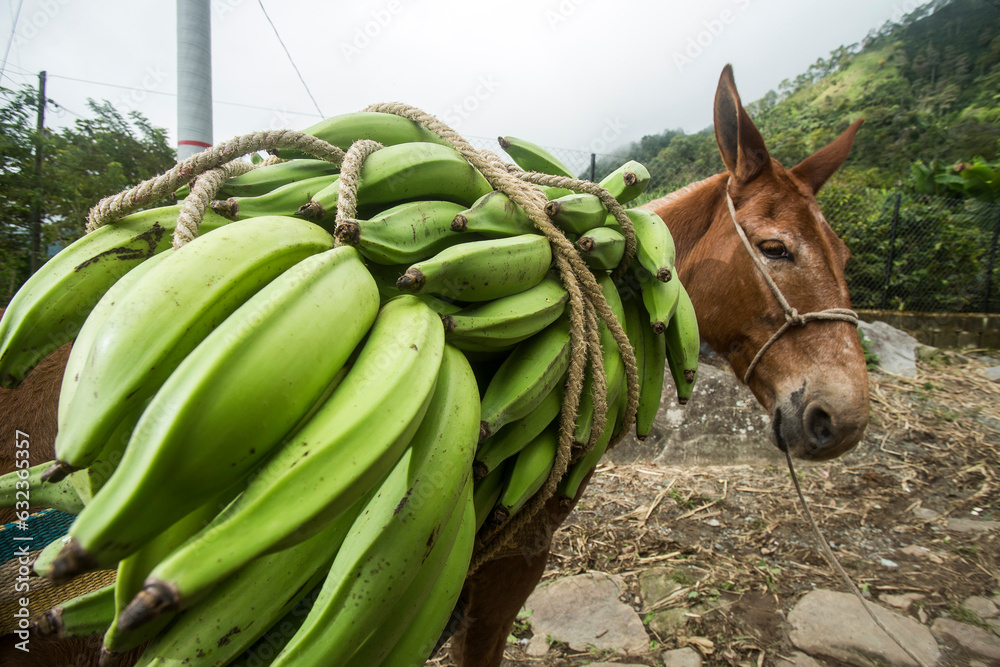 Musa x paradisiaca - Mule with load of green bananas in Colombian ...
