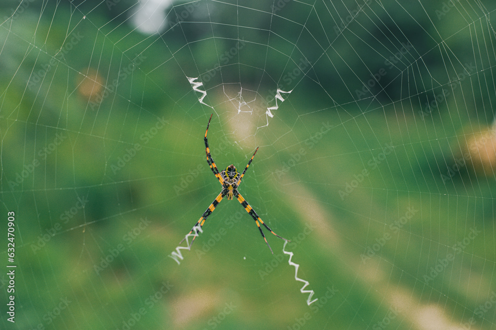 Foto de The spider climbs in the web on green nature background. shot ...