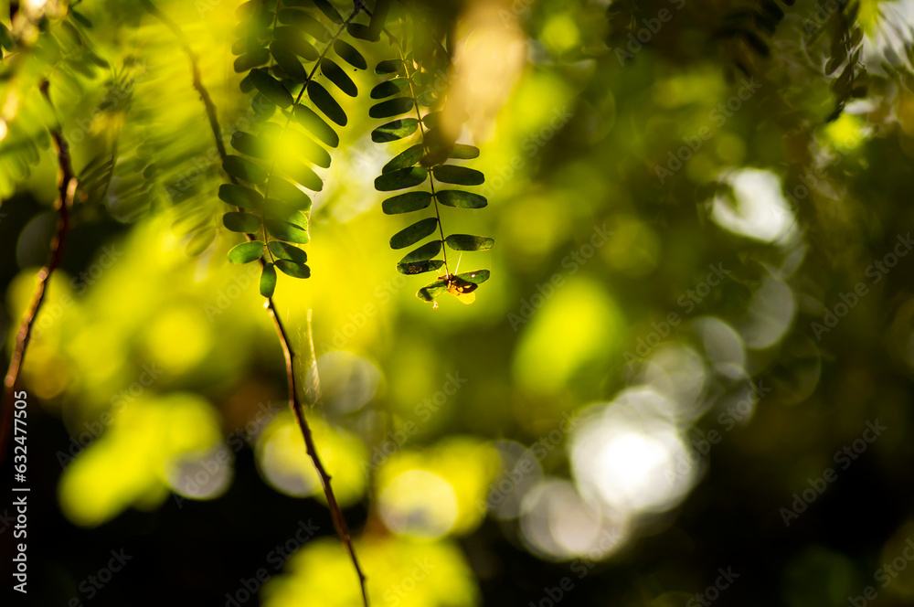 Defocused of the river tamarind (Leucaena leucocephala) green leaves ...