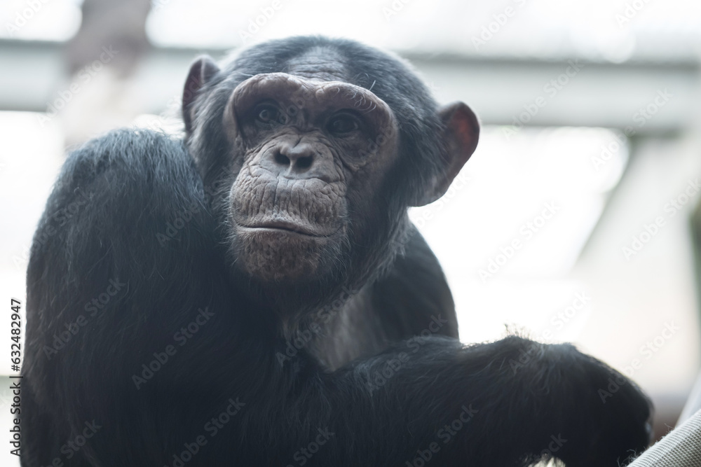 Calm dark monkey sits in aviary at zoo on blurred background. Species ...
