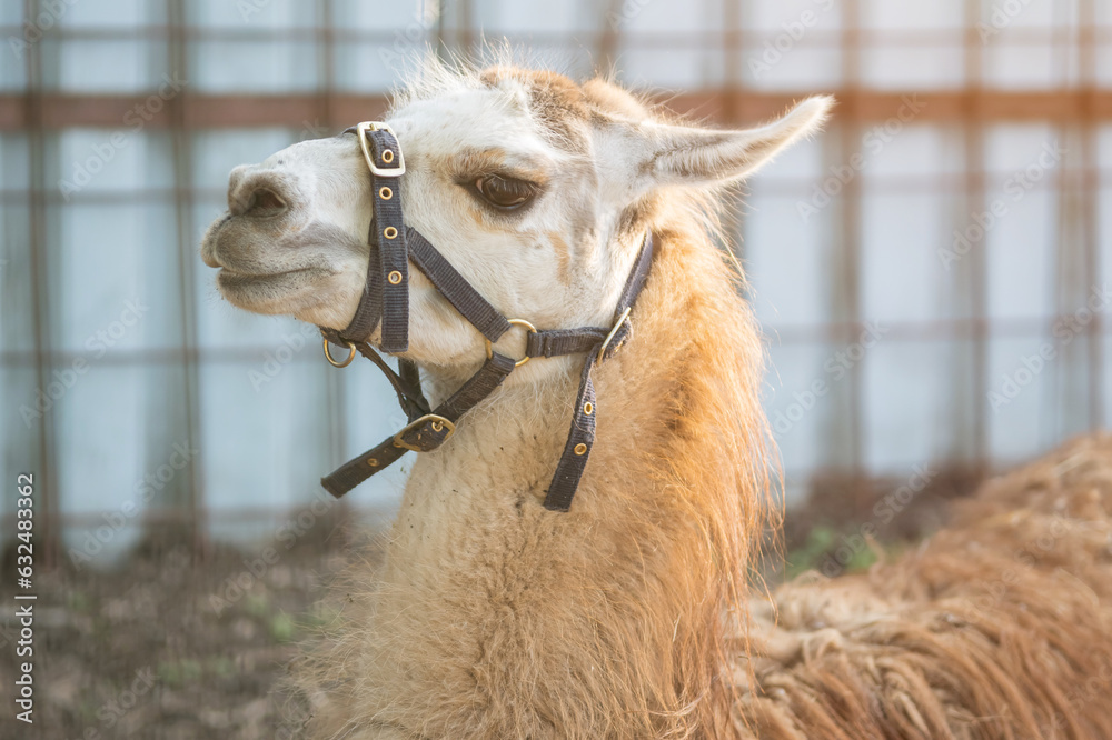 Llama with fluffy hair rests in halter on muzzle in zoo on blurred grid ...