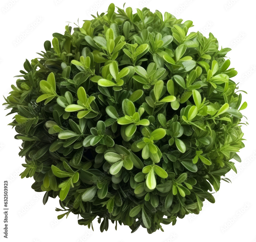 Boxwood trimmed into a spherical shape with transparent background ...
