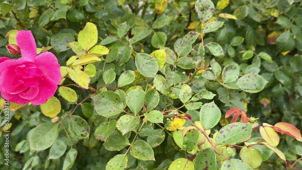 Brown and black spots on rose leaves. Plant affected by downy mildew ...