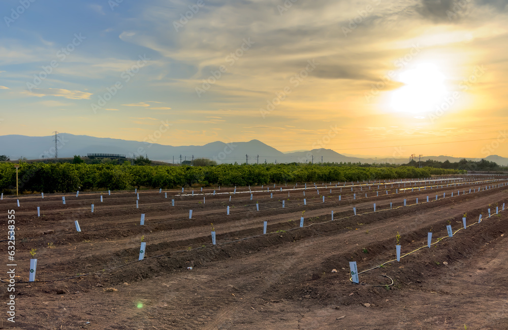 Planting a tree on sunset. Mandarin tree farm field. Orange mandarin ...