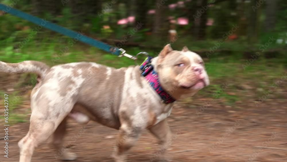 Dog bodybuilder American bully. the look of an animal. a squat Stock ...