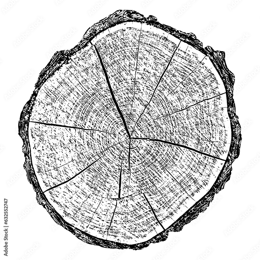 Wood texture cross section of tree rings. Cut slice of wooden stump ...