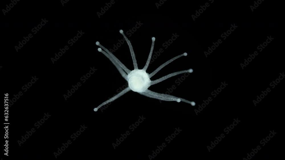 Larva actinula chidaria Tubularia sp. under microscope, class Hydrozoa ...