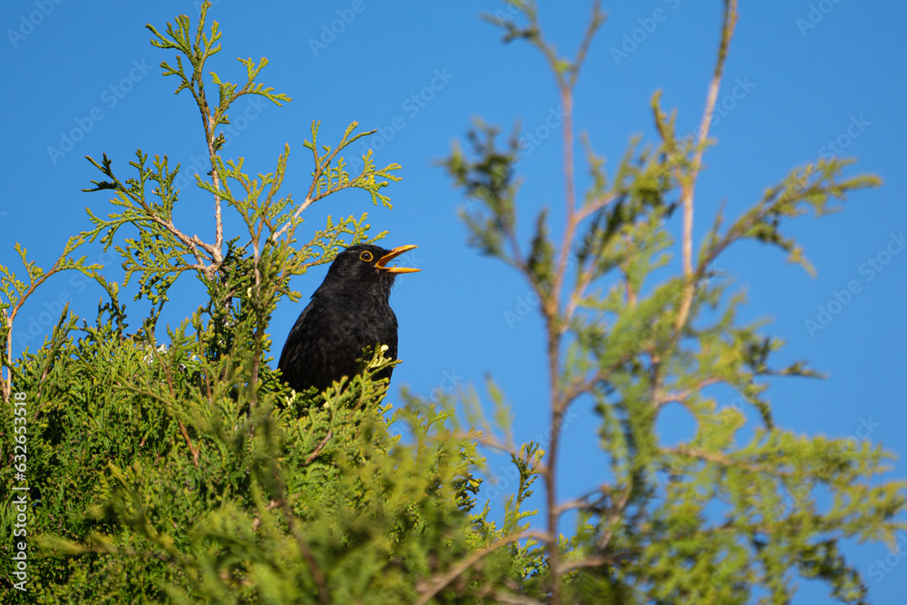 Singing european blackbird male singing with open beak and visible ...