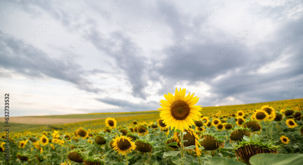 Sunflower field. Agricultural culture is maturing. Beginning of harvest ...