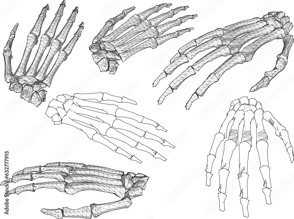 Vector sketch illustration of palm skeleton for school education Stock ...