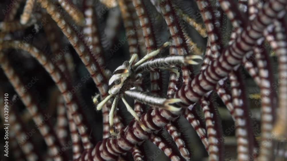 A small striped crab sits inside a sea lily with its long claws forward ...