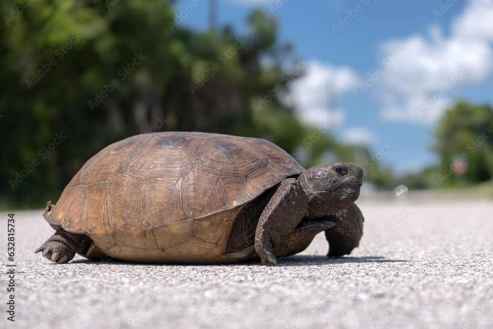 Wild Gopher tortoise crossing rural street in southern Florida ...