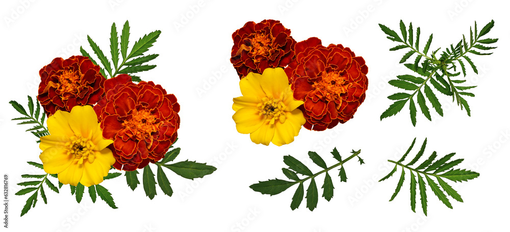 Floral composition of marigold flowers and leaves. Set of elements for ...