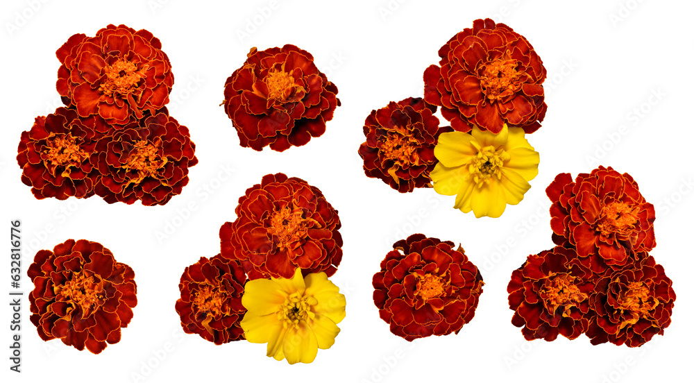 Yellow and orange marigold flowers are isolated on a transparent ...