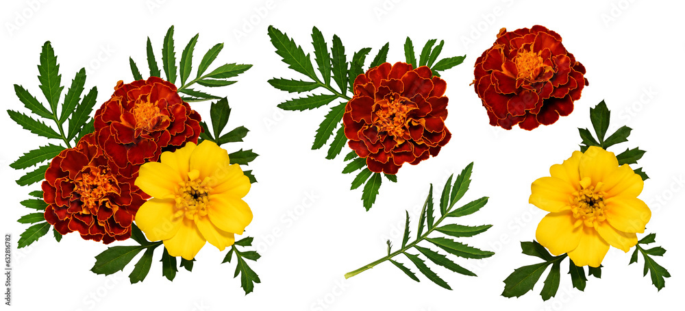 Floral composition of marigold flowers and leaves. Set of elements for ...
