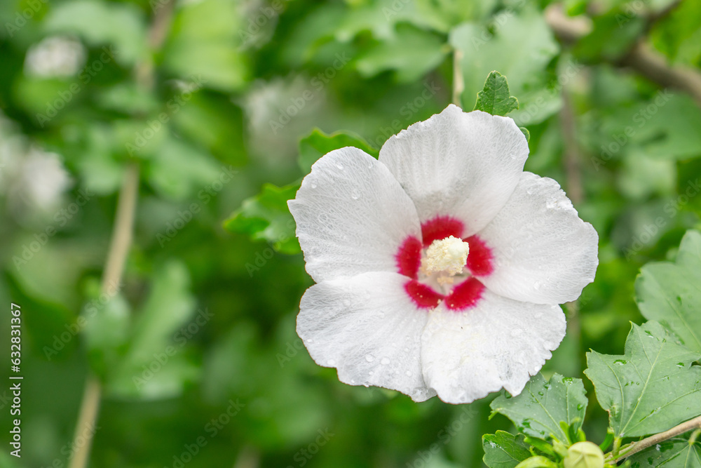 Hibiscus syriacus is a species of flowering plant in the mallow family ...