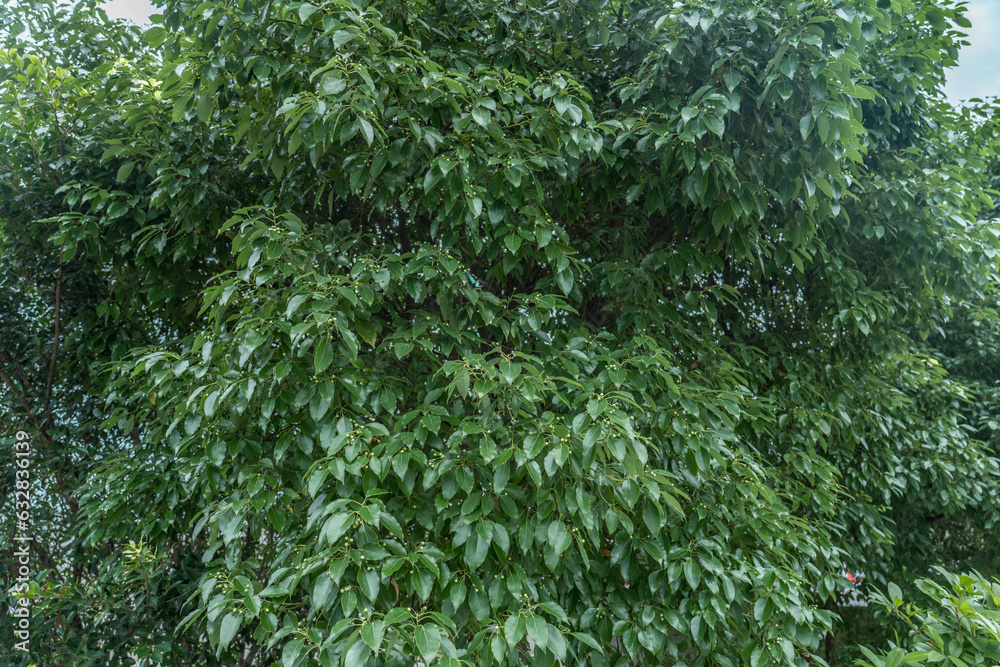 Camphora officinarum is a species of evergreen tree that is commonly ...