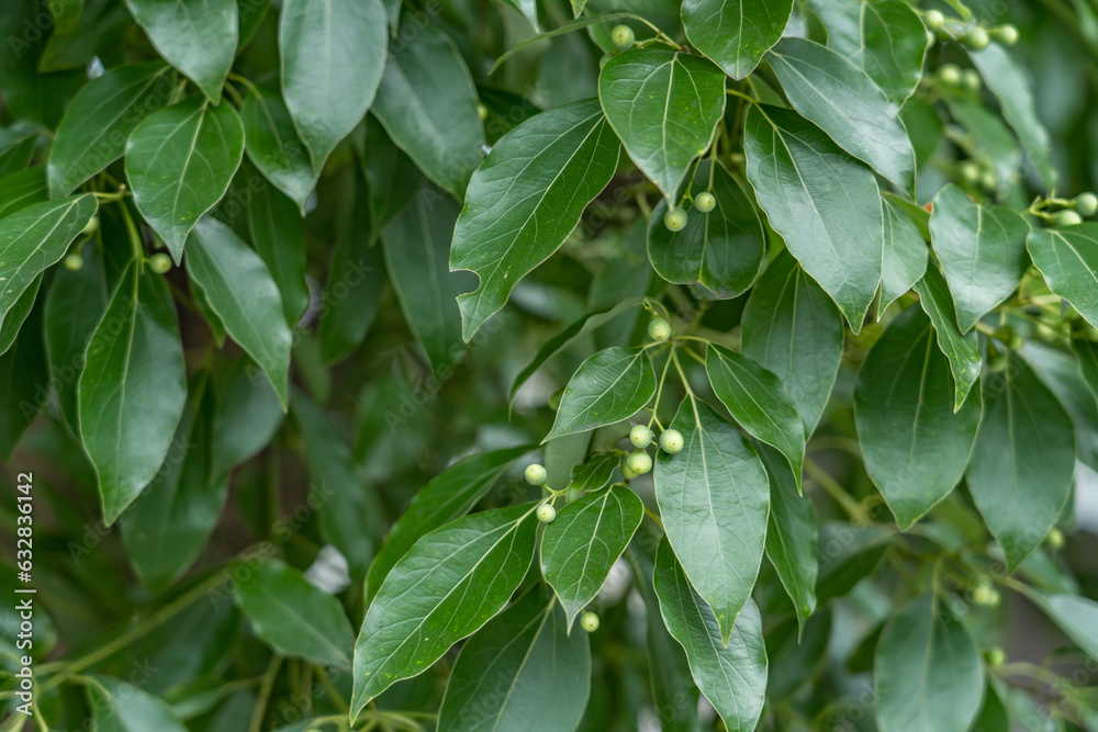 Camphora officinarum is a species of evergreen tree that is commonly ...