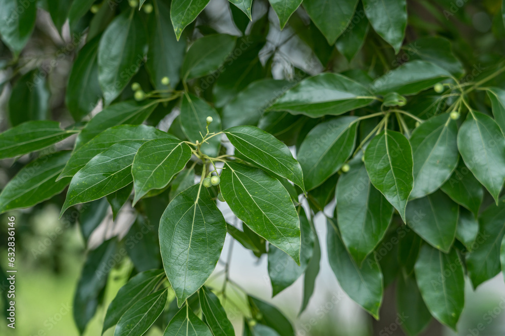 Camphora officinarum is a species of evergreen tree that is commonly ...