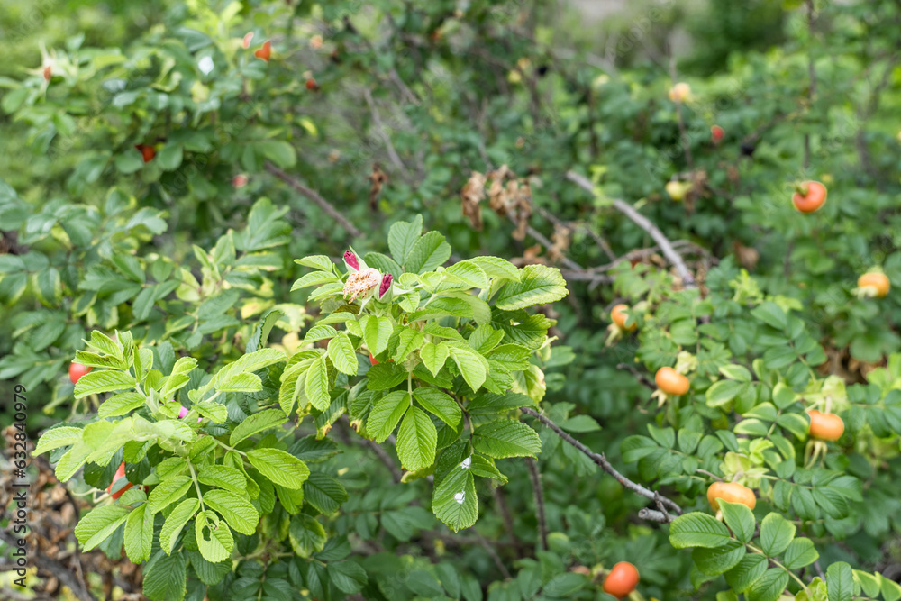 Rosa rugosa (rugosa rose, beach rose, Japanese rose, Ramanas rose, or ...