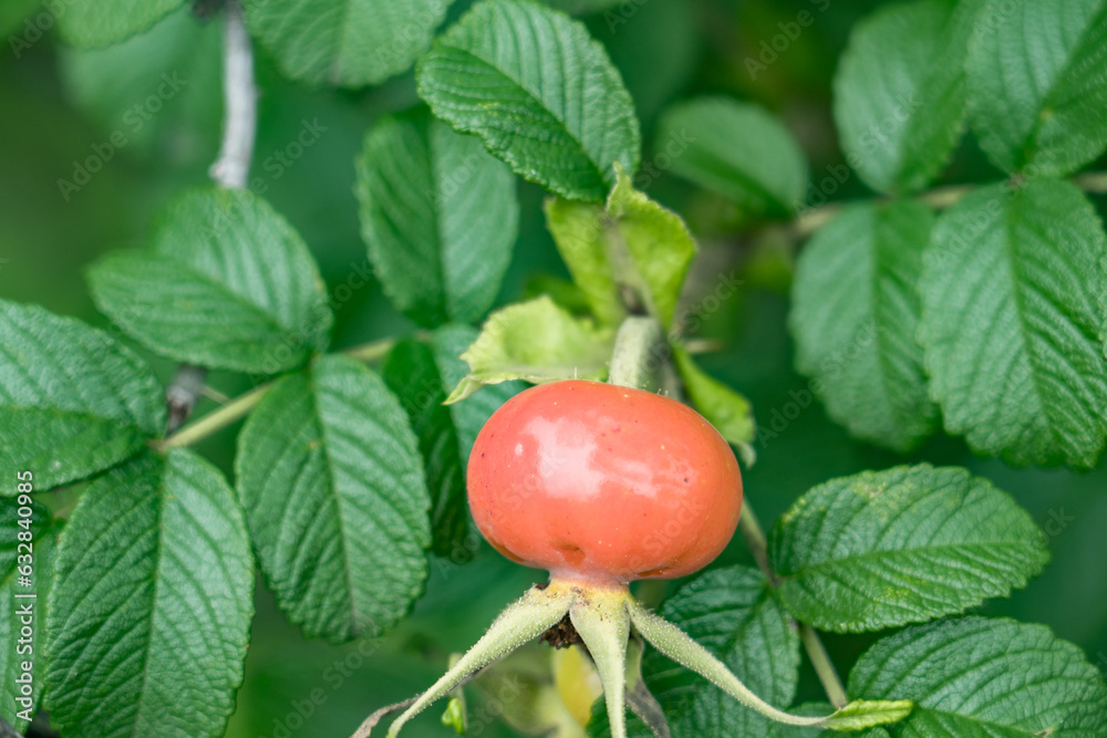Rosa rugosa (rugosa rose, beach rose, Japanese rose, Ramanas rose, or ...