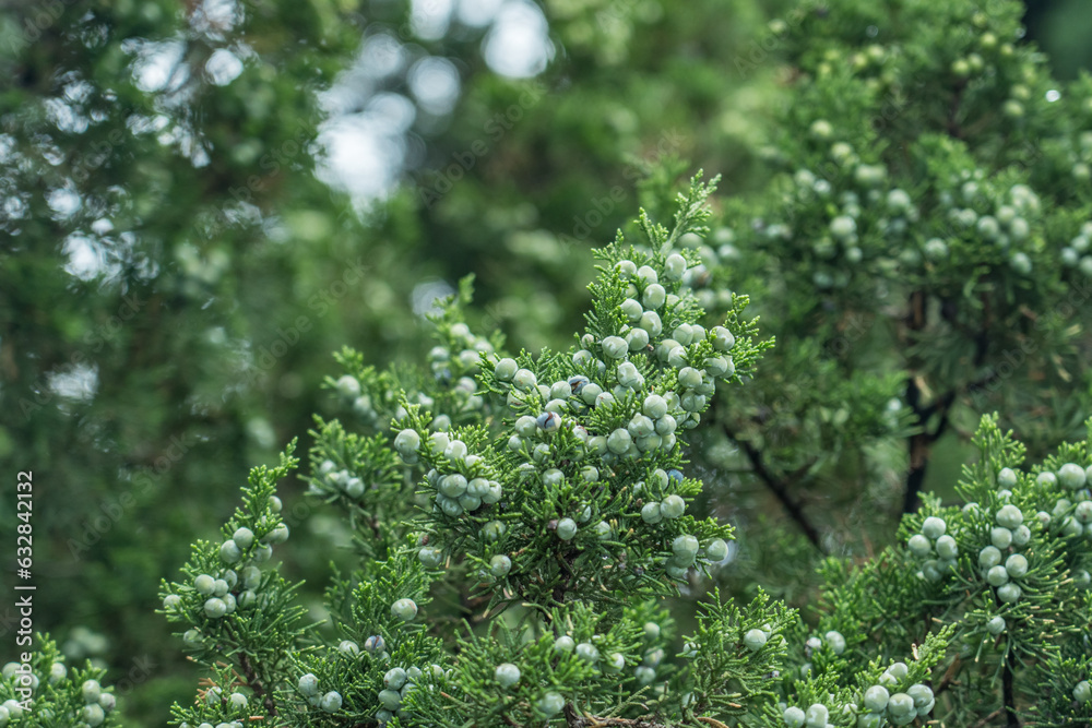 Juniperus chinensis, the Chinese juniper is a species of plant in the ...