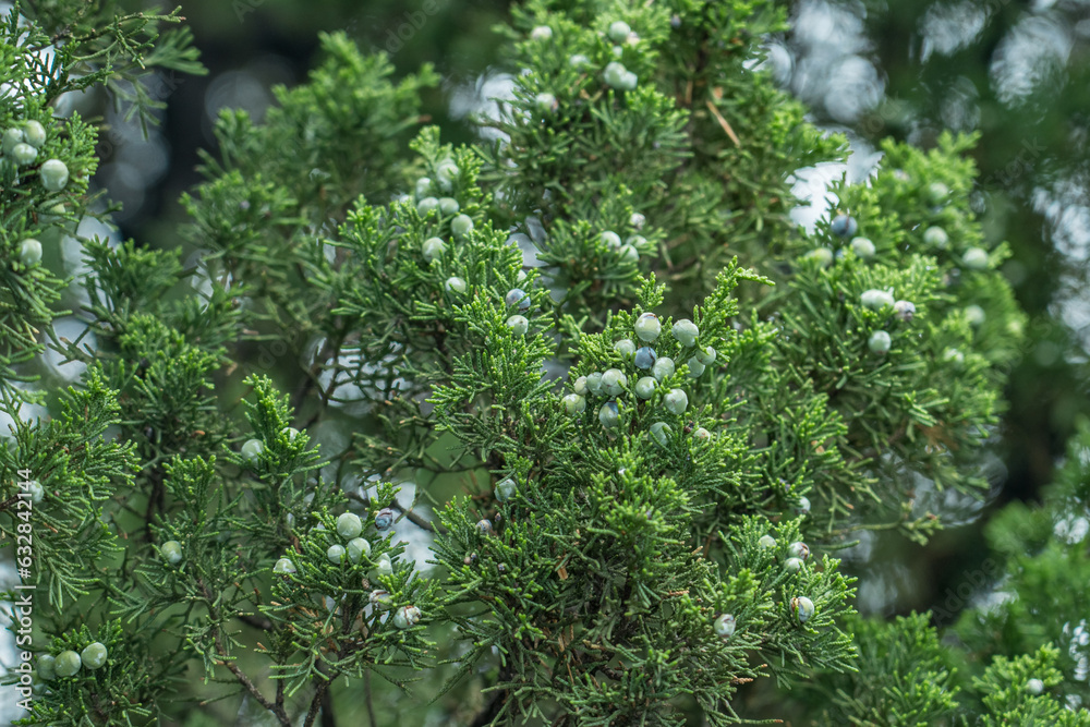 Juniperus chinensis, the Chinese juniper is a species of plant in the ...