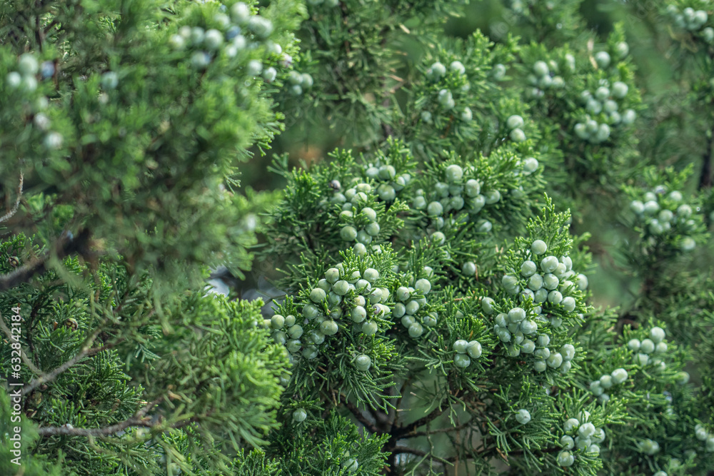 Juniperus chinensis, the Chinese juniper is a species of plant in the ...