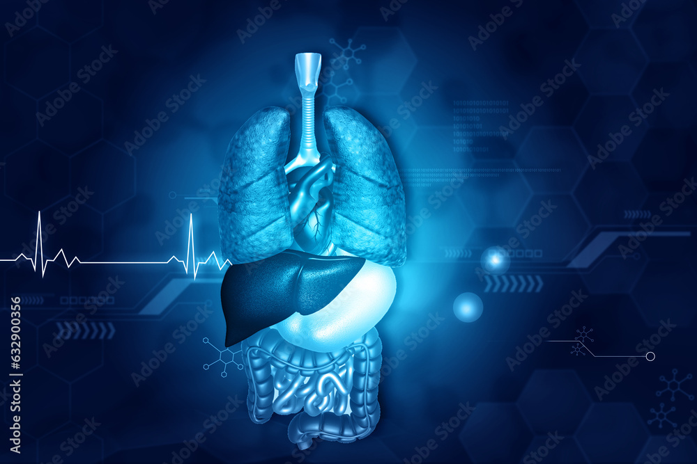 Human body internal organs anatomy on blue scientific background. 3d ...