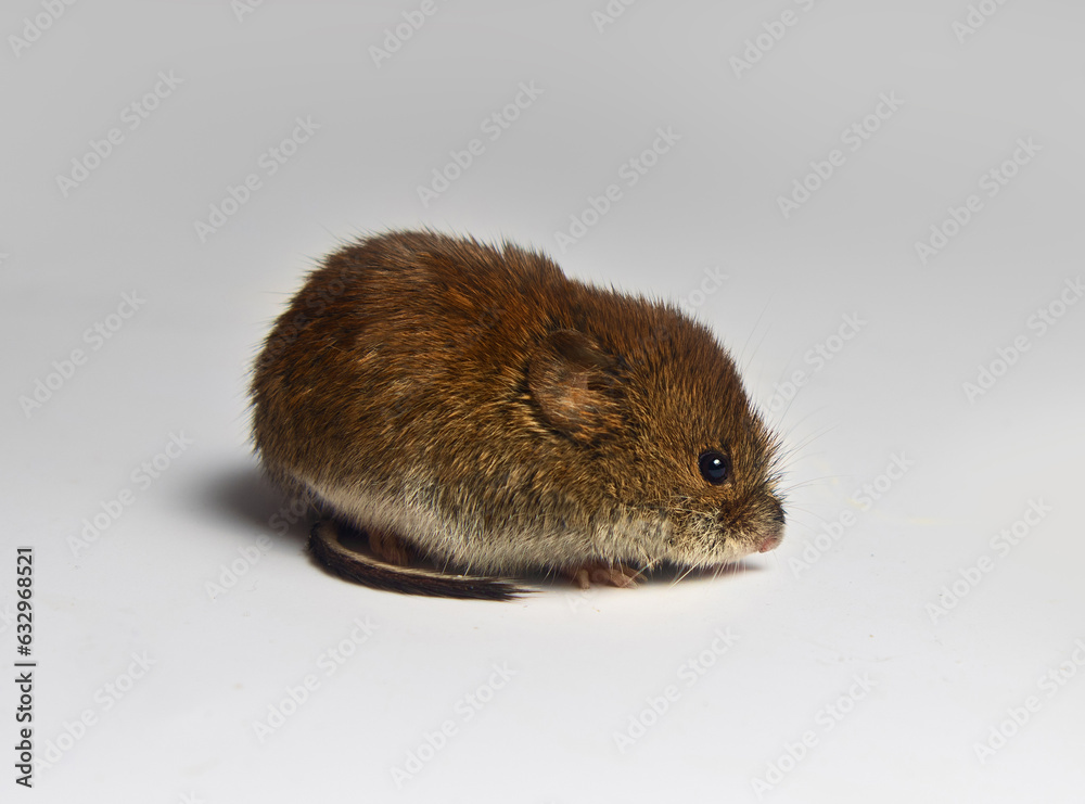 Theriology. Mouse-like rodents of boreal forests and bush tundra, north ...