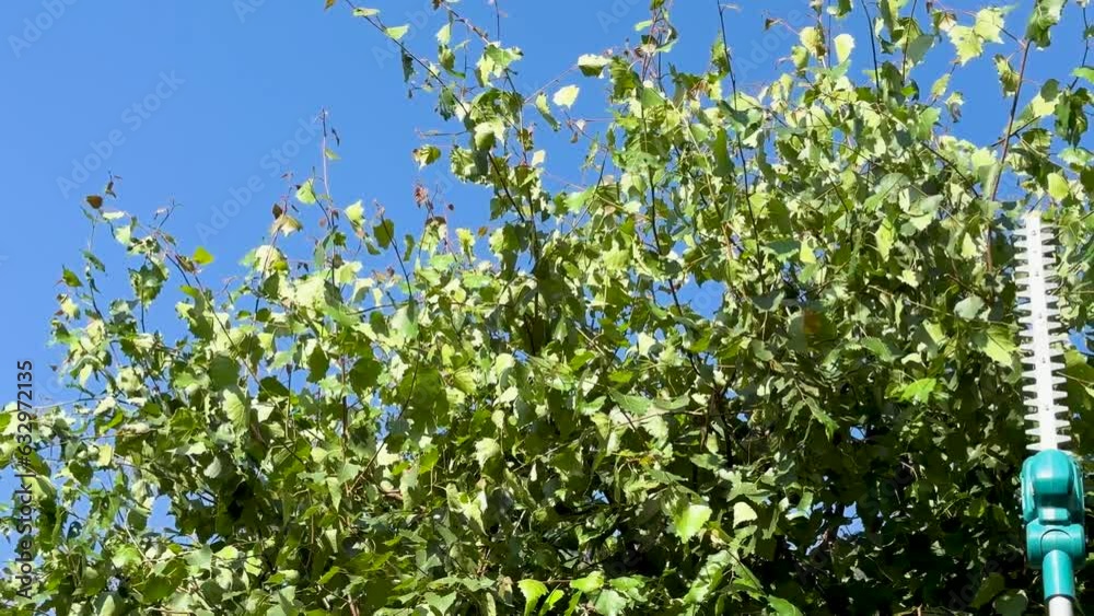 Seasonal pruning trees with pruning shears. Gardener pruning fruit ...