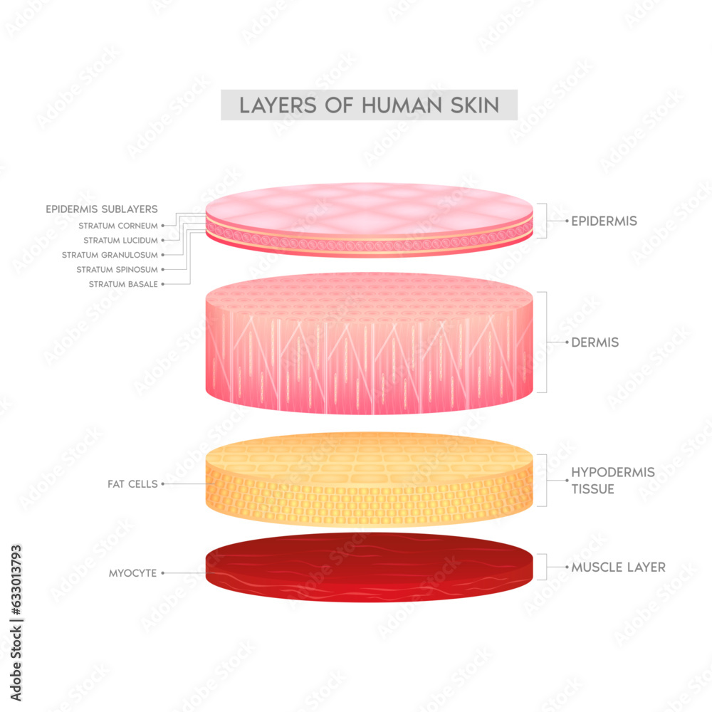 Layer of the human anatomy skin. Dermis epidermis adipose layers ...