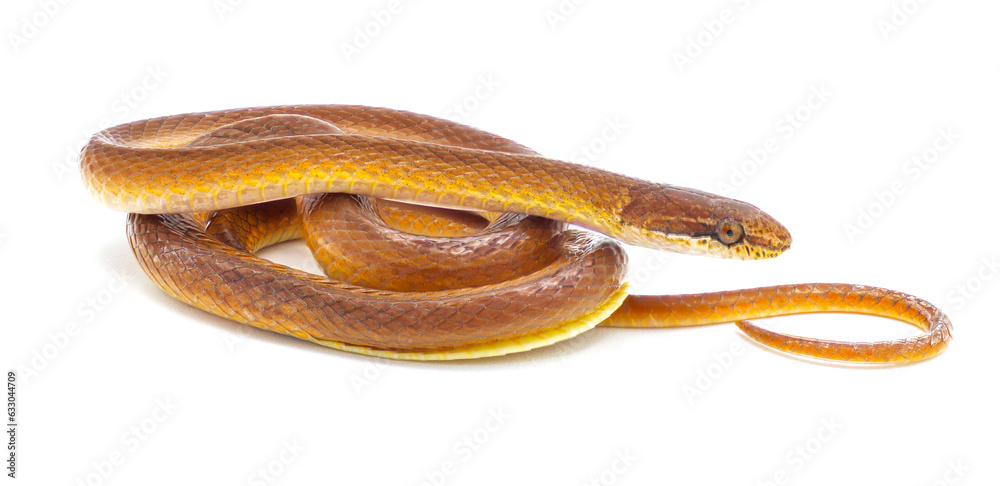 pine woods litter snake - Rhadinaea flavilata - aka yellow lipped or ...
