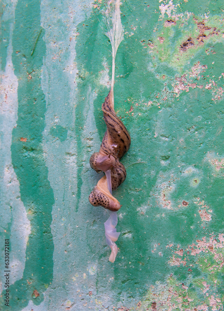 Mating Of Slugs Reproduction Mating Of Two Striped Slugs Limax Maximus On A Blurred Background