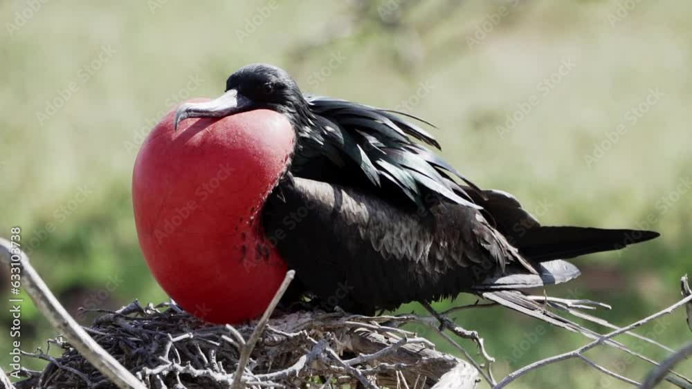 slow motion of a Magnificent frigatebird, Fregata magnificens, is a big ...